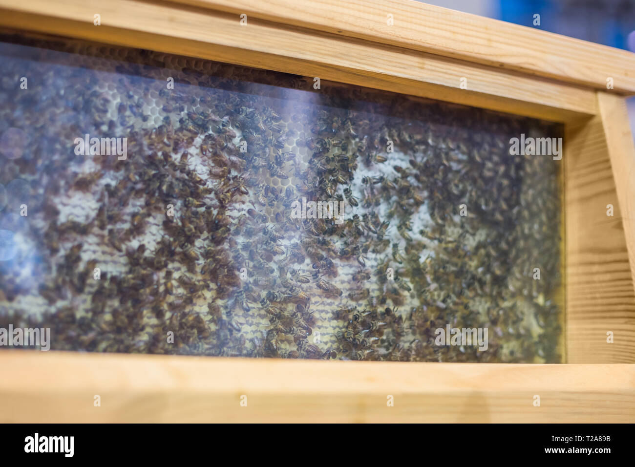 Glass bee hive hi-res stock photography and images - Alamy