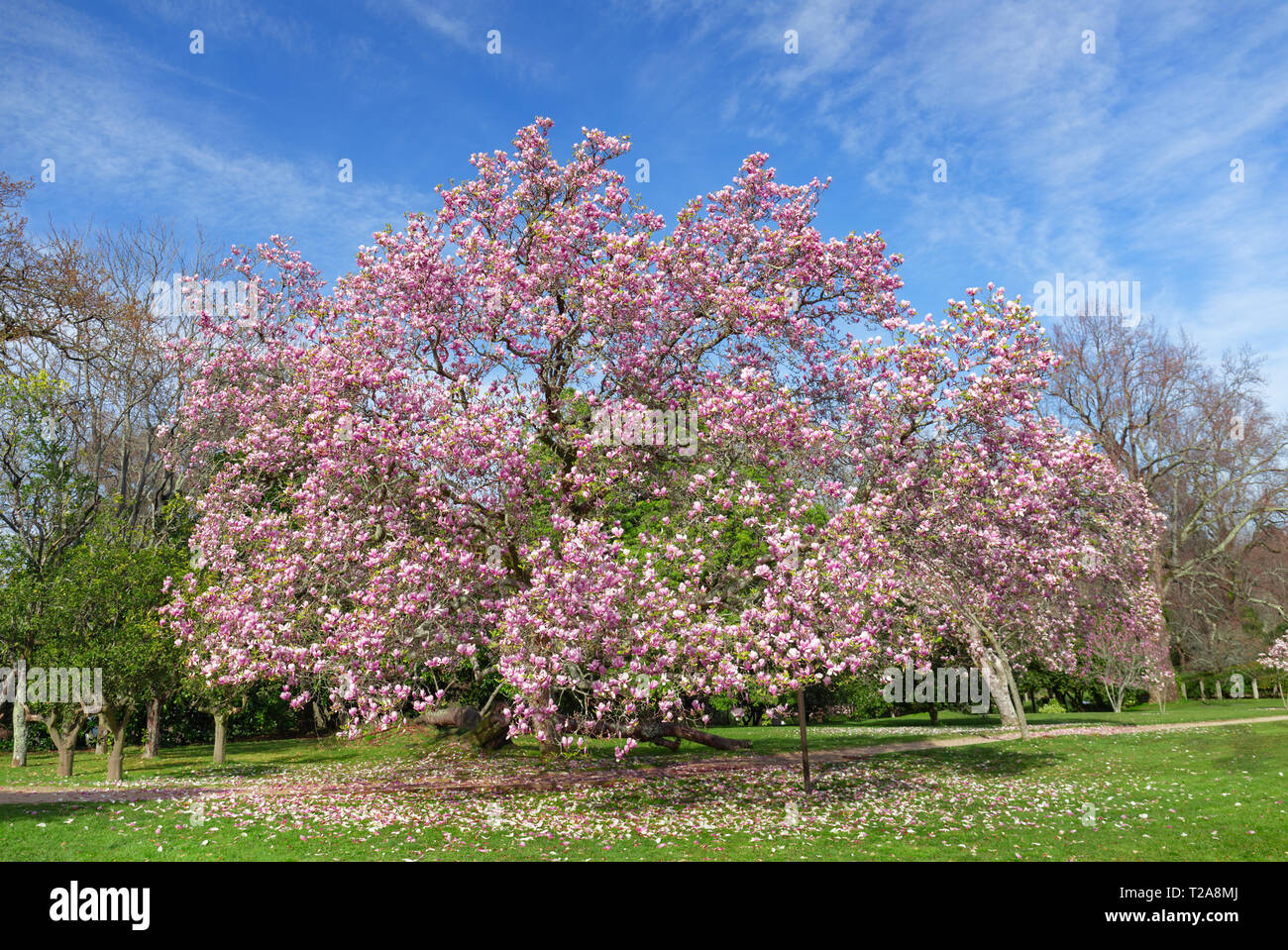 Vigo park hi-res stock photography and images - Alamy