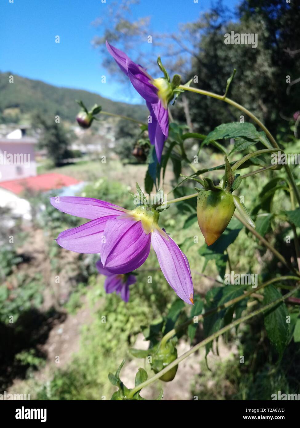 flor que hace en las orillas de rios de un pueblo de Guatemala ...