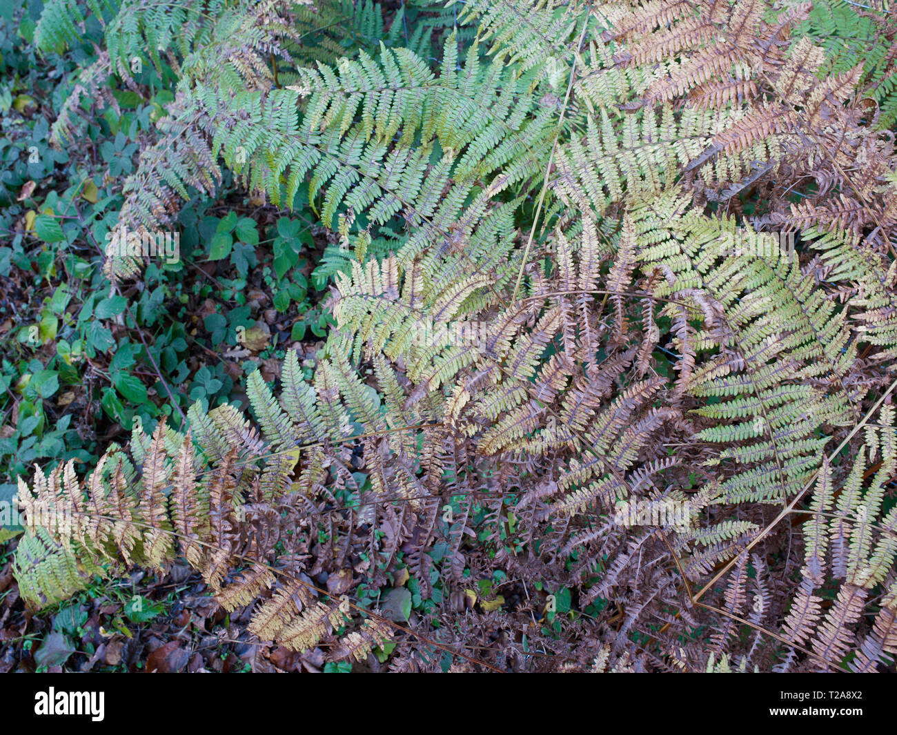 Complex ideological hi-res stock photography and images - Alamy