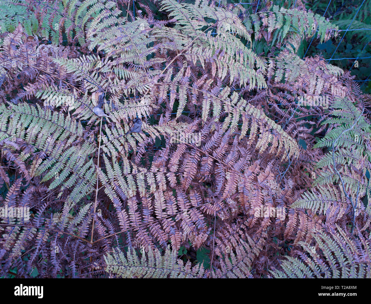 Tangle of ferns hi-res stock photography and images - Alamy