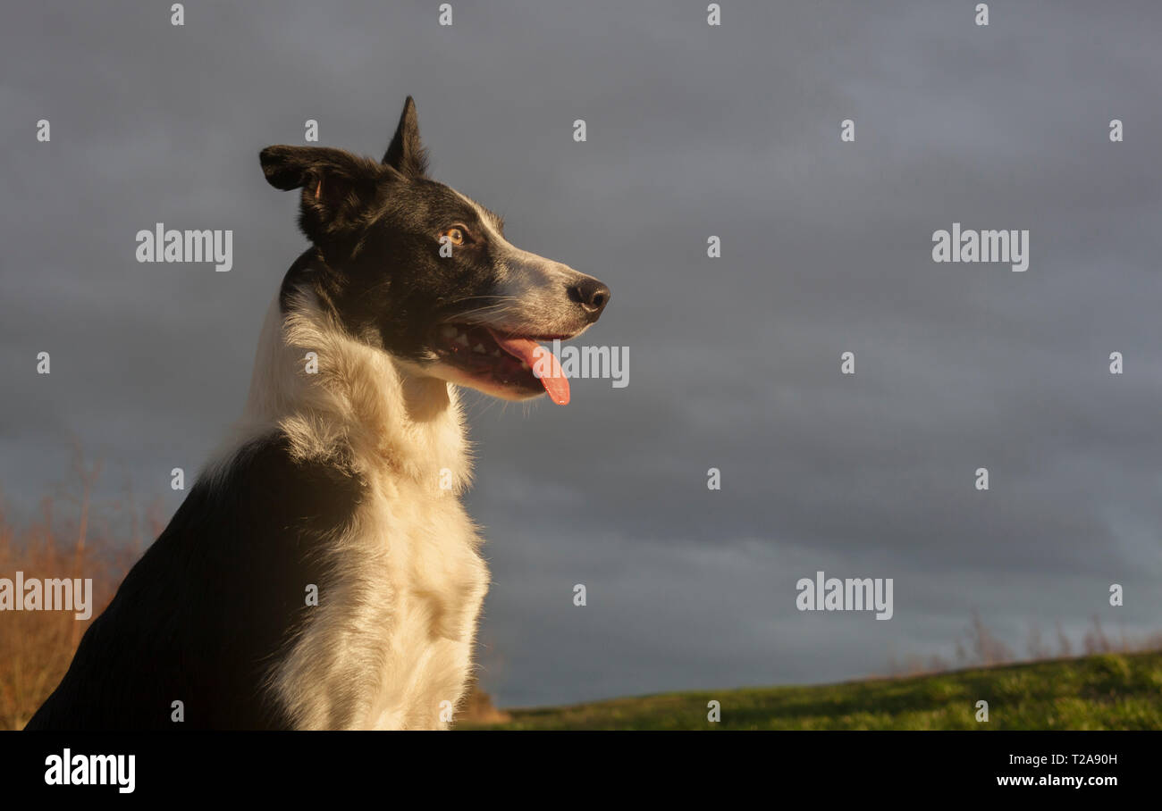 Border collie side hi-res stock photography and images - Alamy