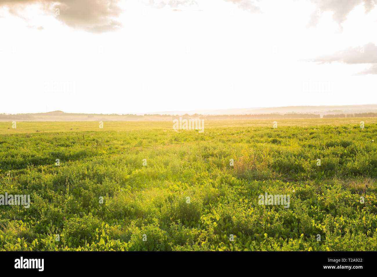 Summer Sunset Over Green Grass Field Near Agriculture Farm Land Stock