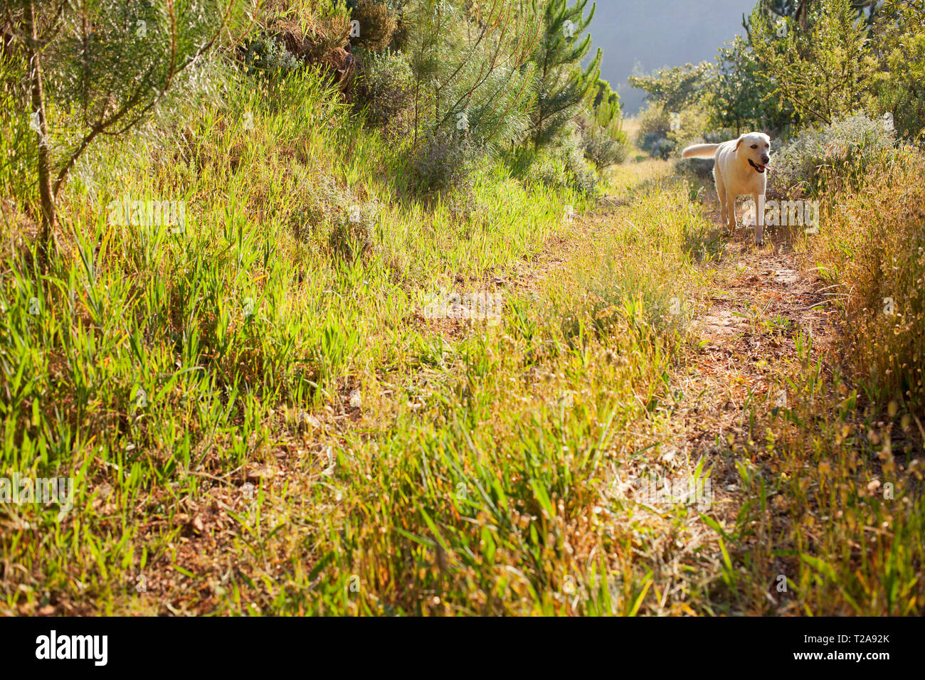 Labrador running on a farm Stock Photo - Alamy