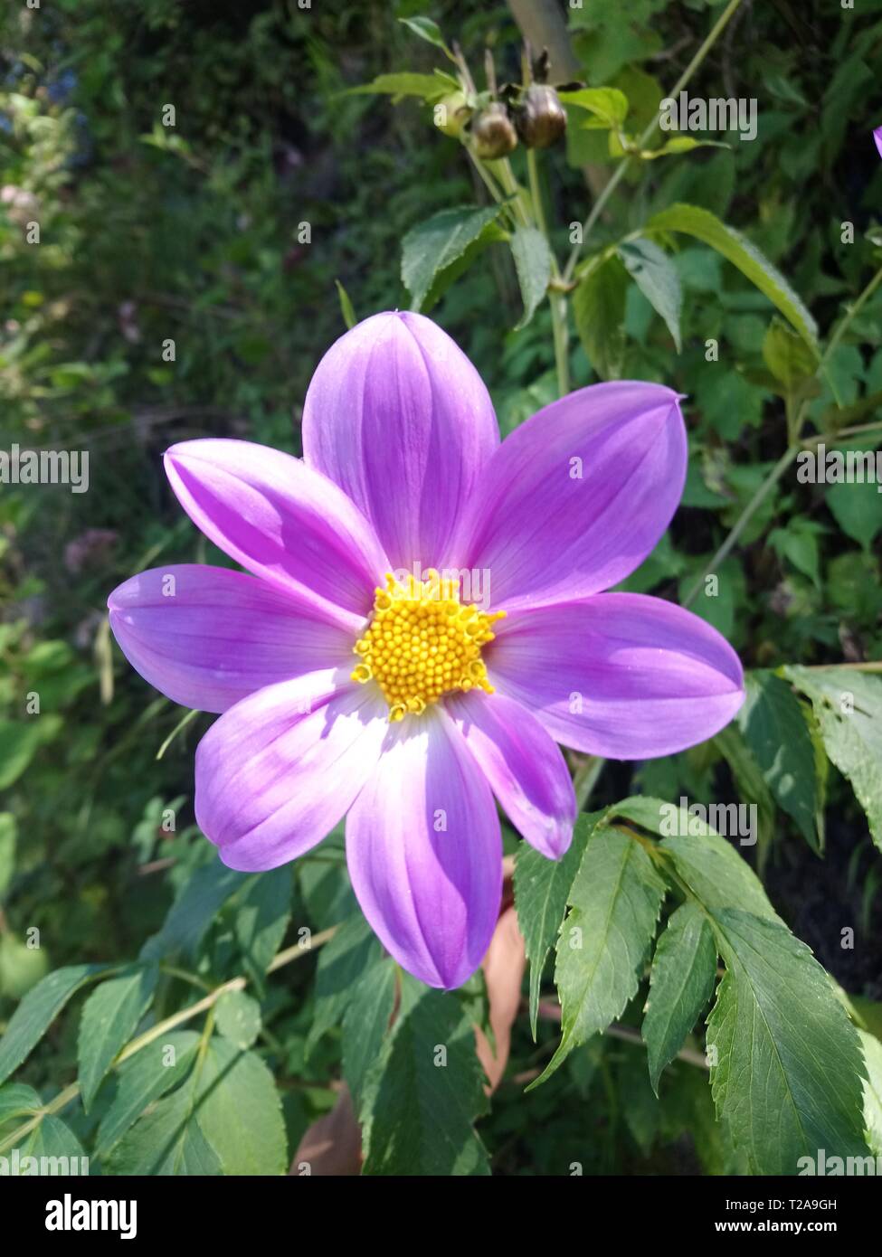 flor que hace en las orillas de rios de un pueblo de Guatemala ...