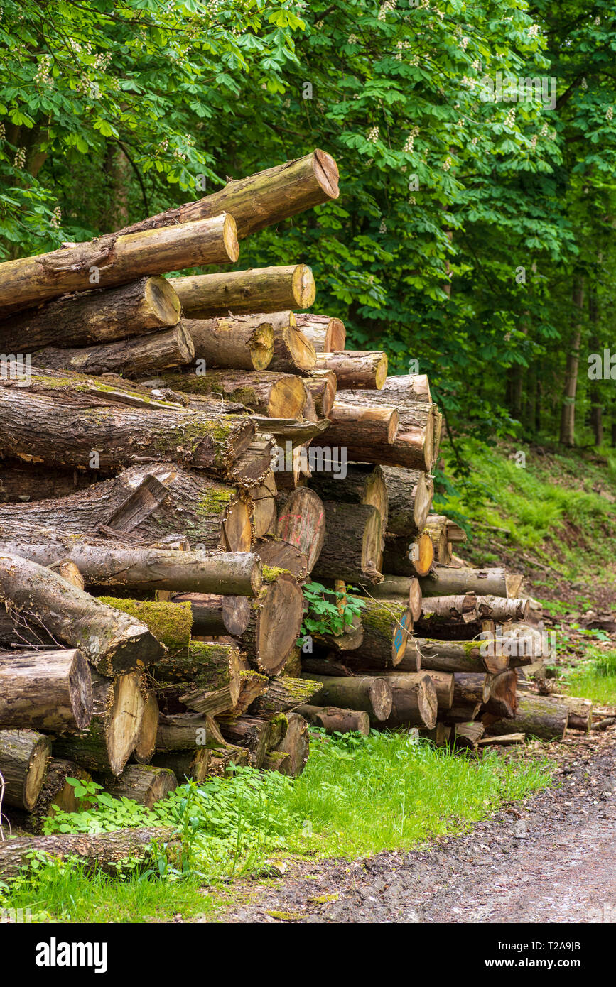 Messy stacked tree trunks in the forest Stock Photo - Alamy