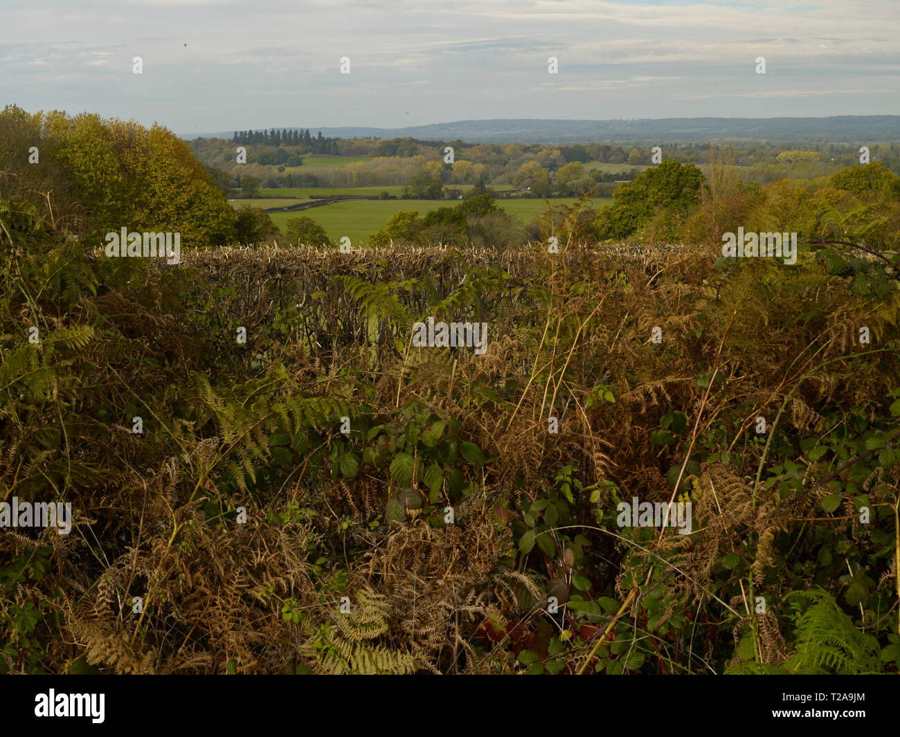 Ferns and agricultural landscape in the Kent countryside, England ...