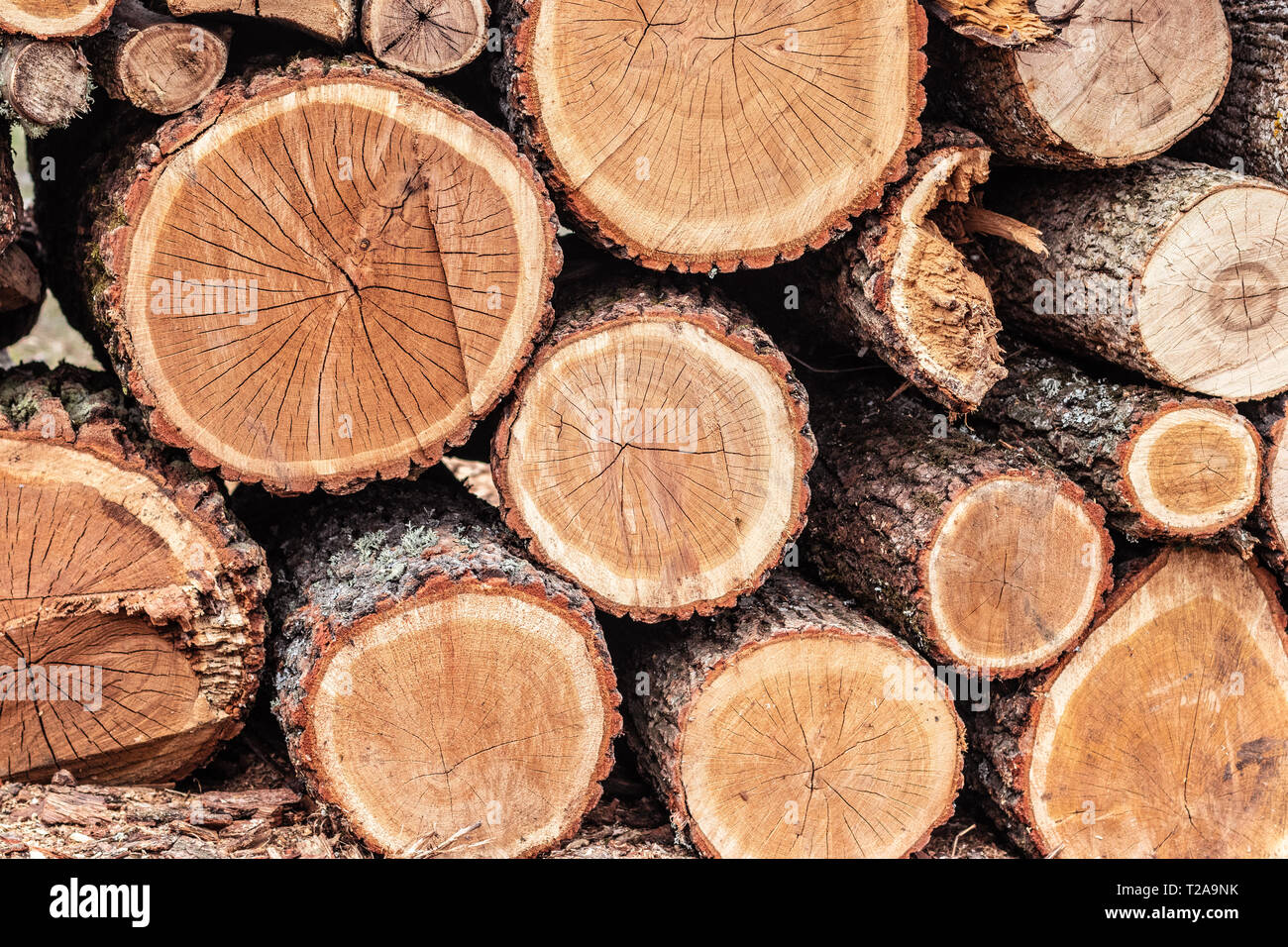 Wooden natural cut logs textured background, top view, flat lay Stock ...