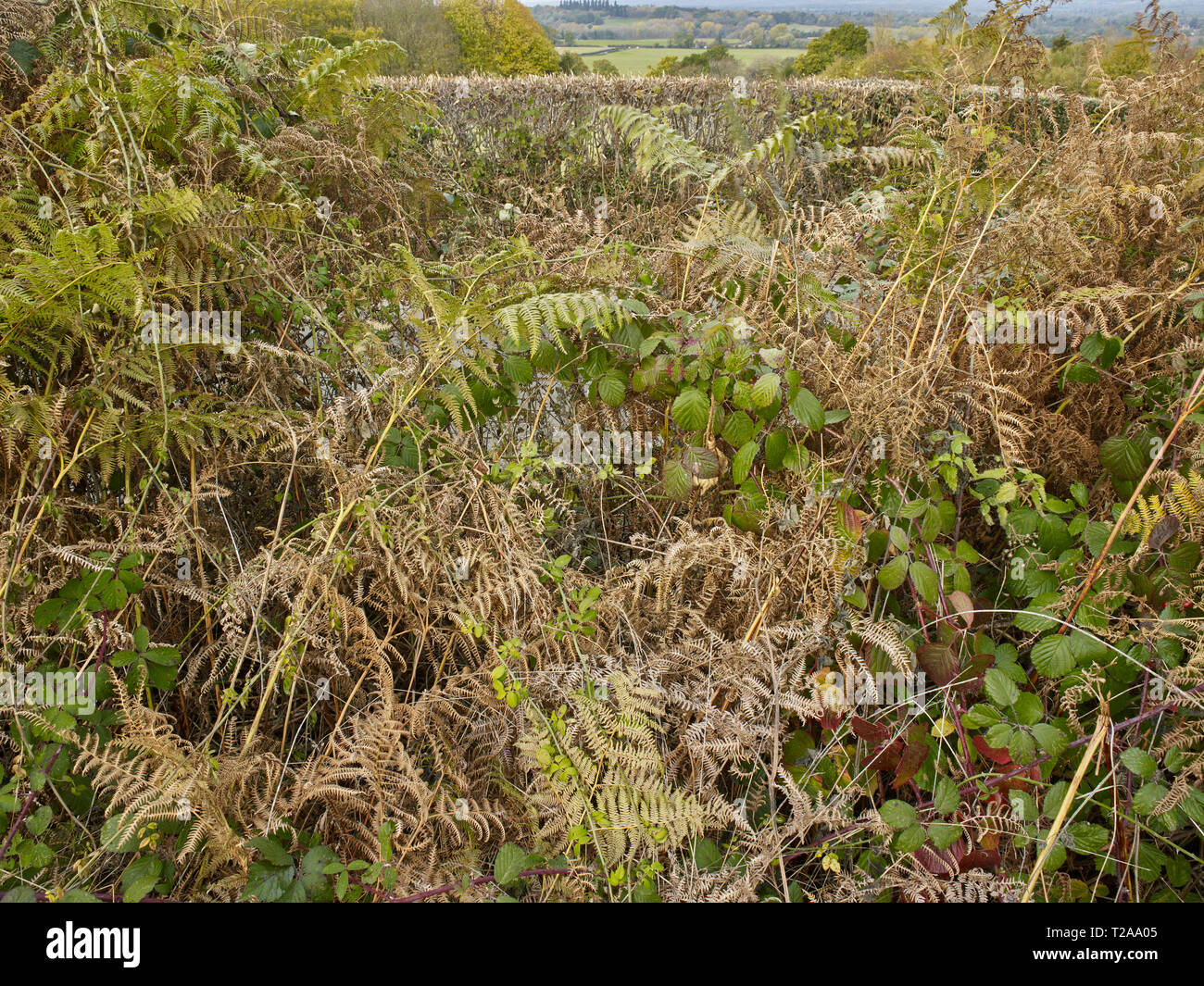 Illustrating Natures chaos with natural environment portraits Stock ...
