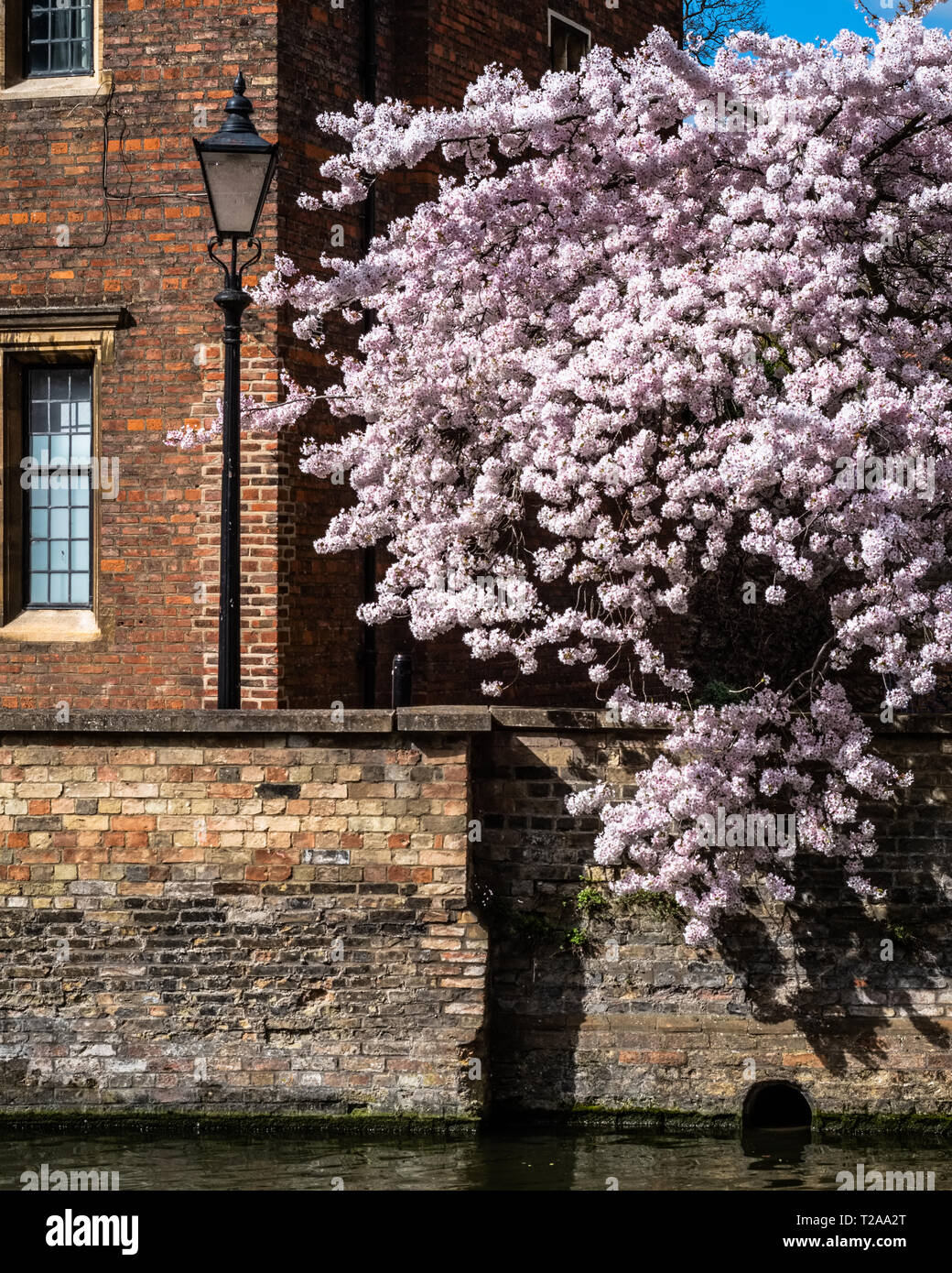 Pink cherry blossom cambridge england uk hi-res stock photography and ...