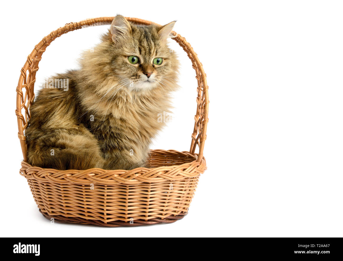 Sad cat sitting in basket isolated on white background Stock Photo - Alamy
