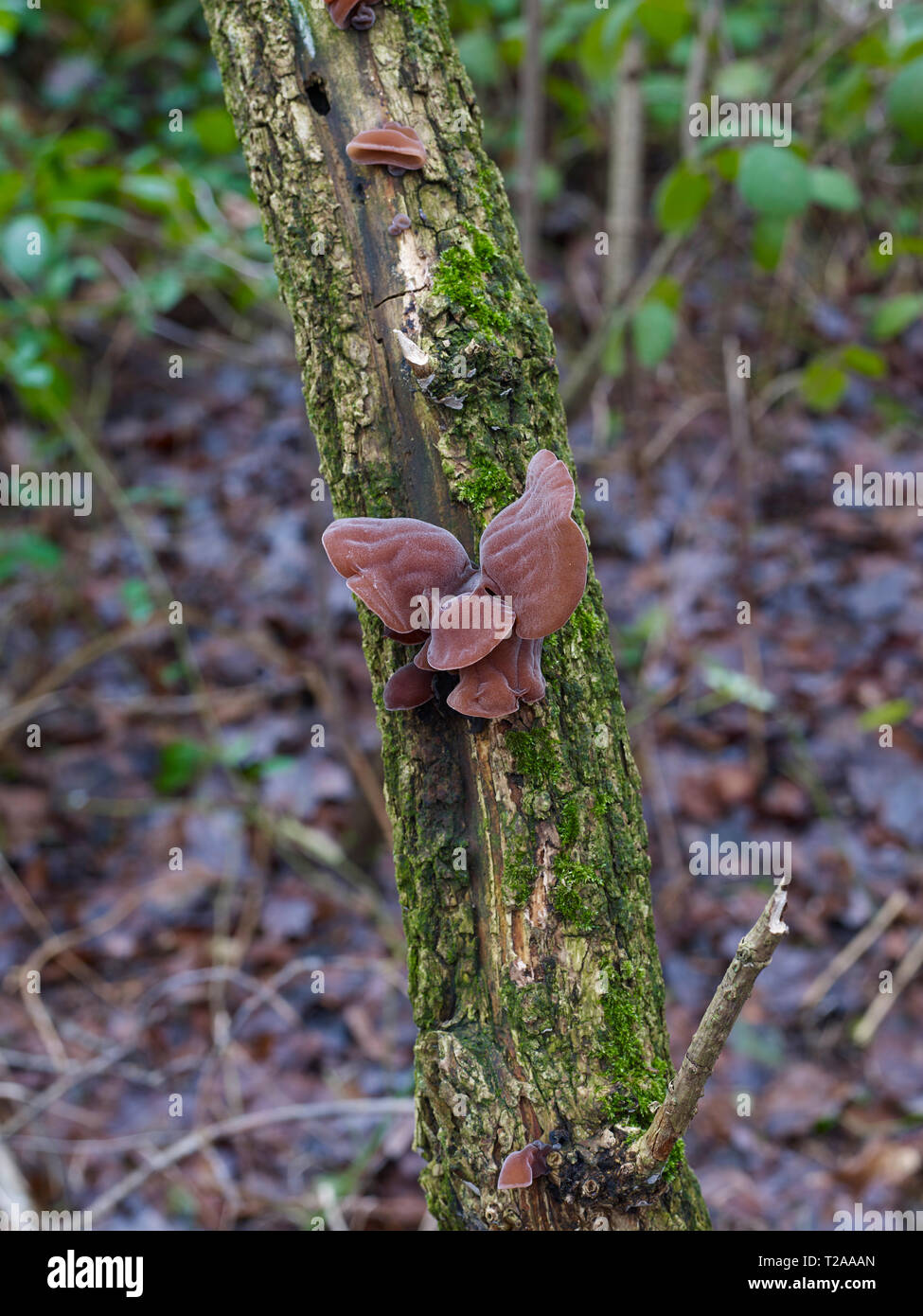 Jews Ear fungus isolated on trunk of small tree in Kentish woodland ...