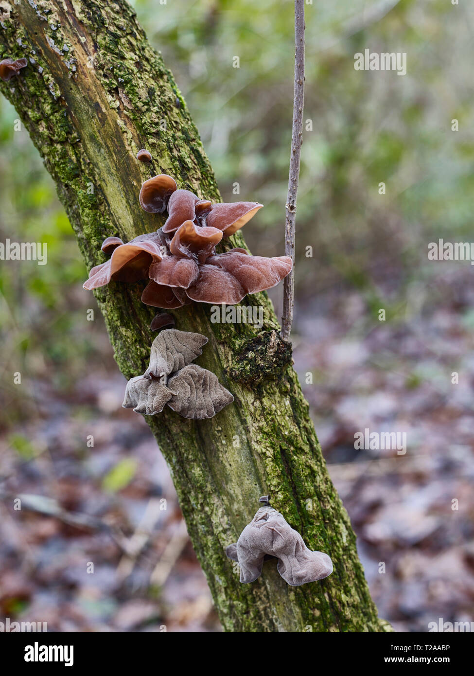 Jews Ear fungus isolated on trunk of small tree in Kentish woodland ...