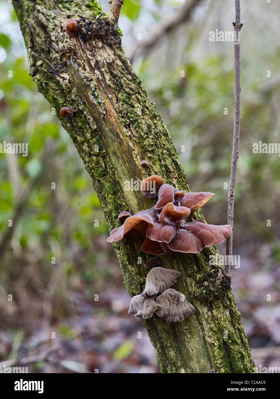 Jews Ear fungus isolated on trunk of small tree in Kentish woodland ...