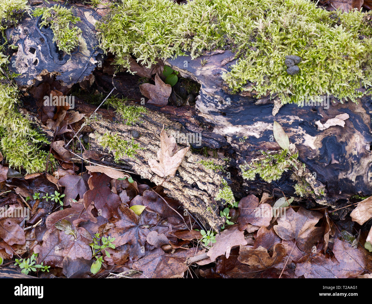 Woodland floor still-life in autumn, Kent, England, United Kingdom ...