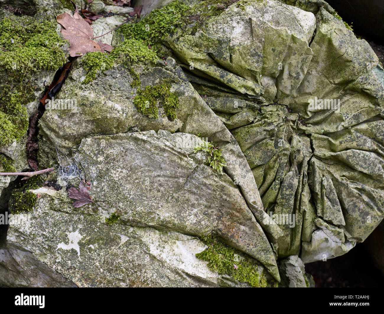 Cement shaped patterns revealing the historical use of Beacon Wood ...