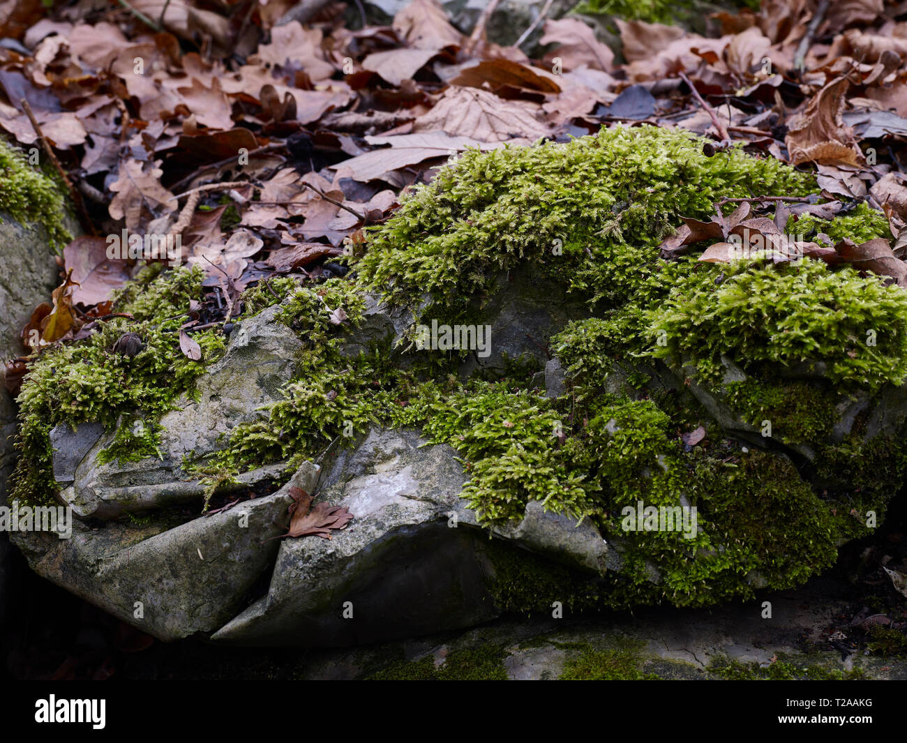 Cement shaped patterns revealing the historical use of Beacon Wood ...