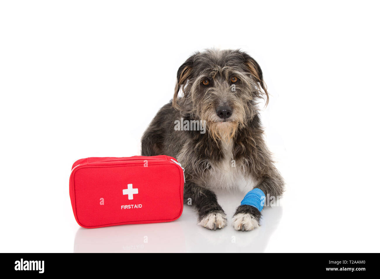 First aid bandage puppy hi-res stock photography and images - Alamy