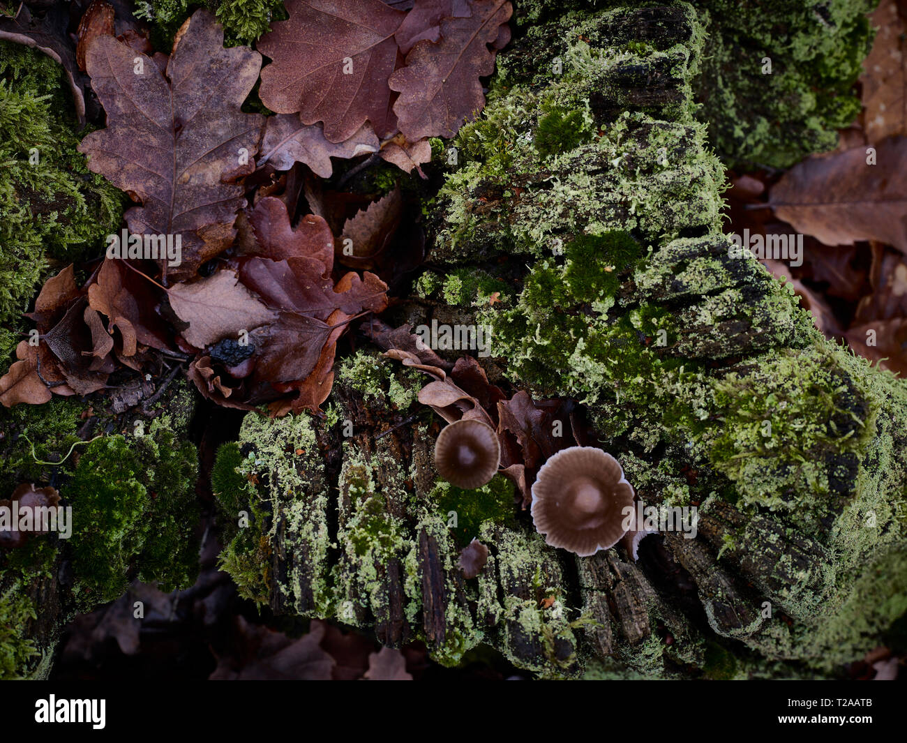 Woodland floor abstract in Beacon Wood Country Park, Kent, England ...