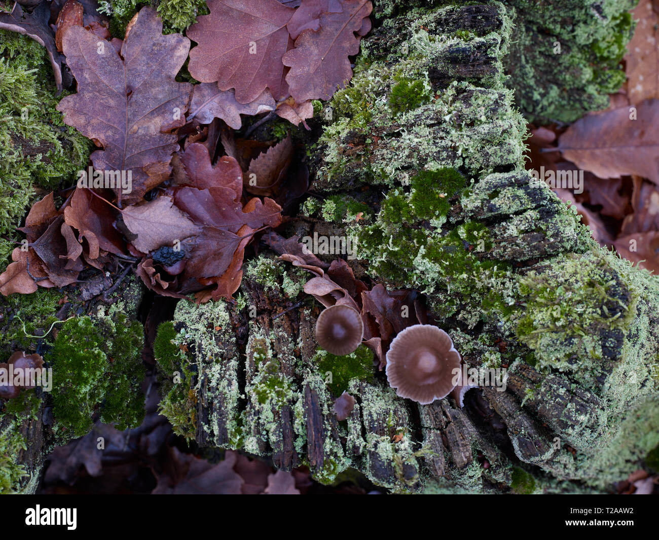 Woodland floor abstract in Beacon Wood Country Park, Kent, England ...