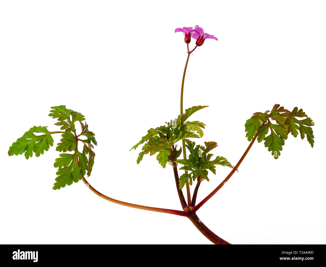Wild geranium wildflower hi-res stock photography and images - Alamy