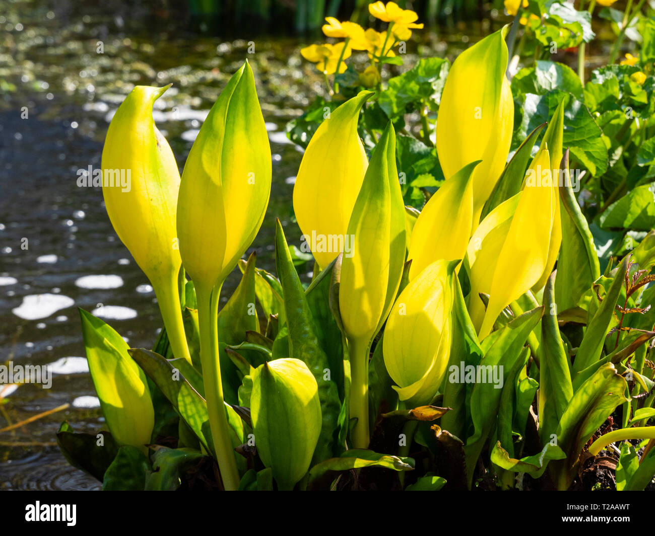 Moisture plant hi-res stock photography and images - Alamy