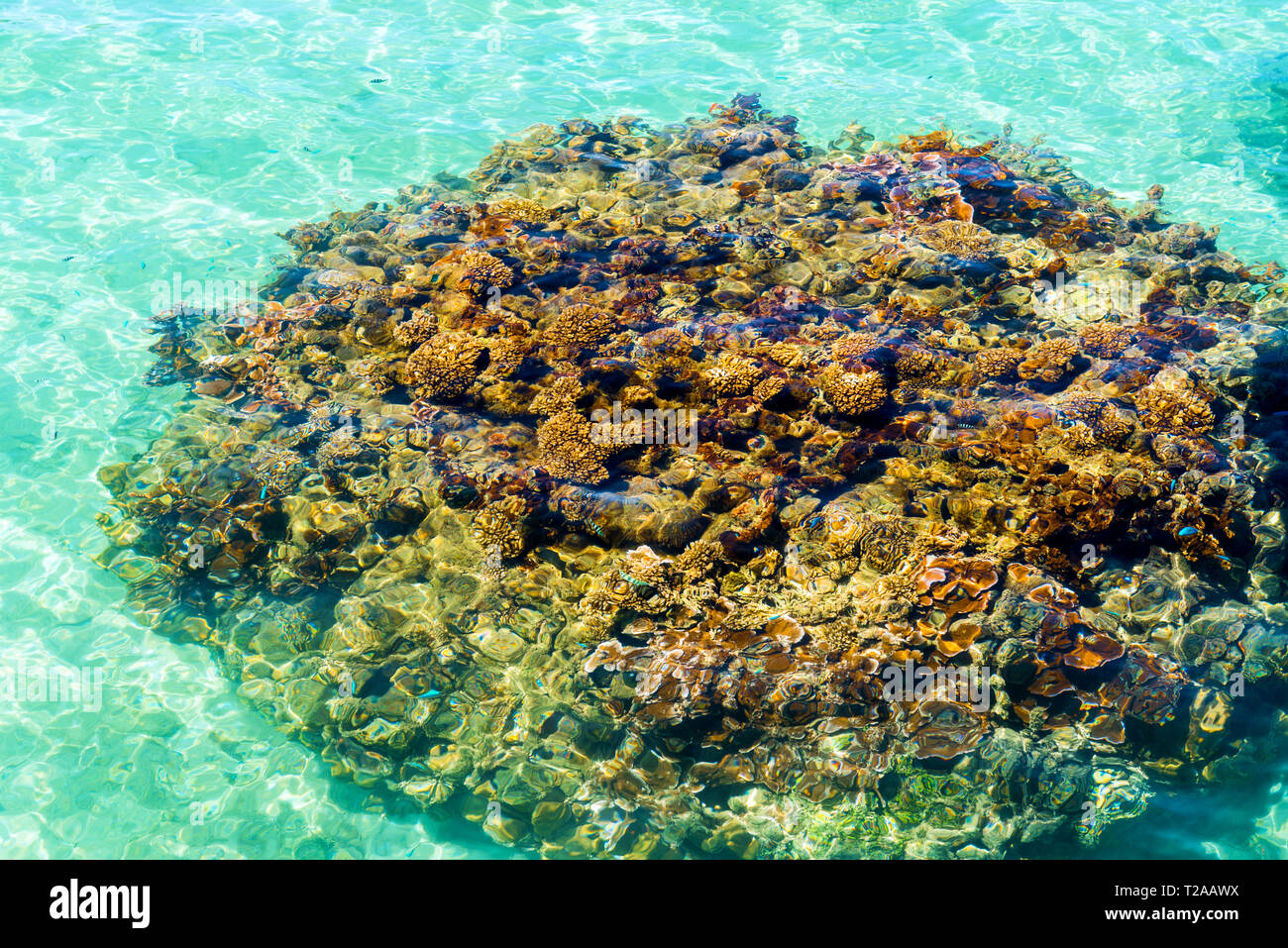 Coral reef in the lagoon hi-res stock photography and images - Alamy