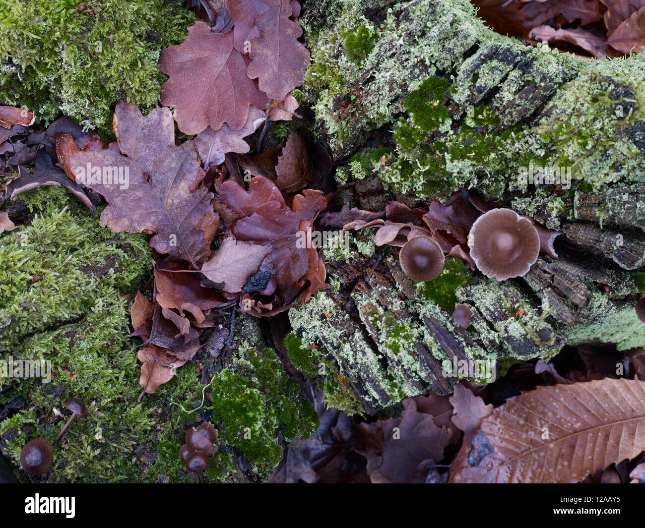 Woodland floor abstract in Beacon Wood Country Park, Kent, England ...