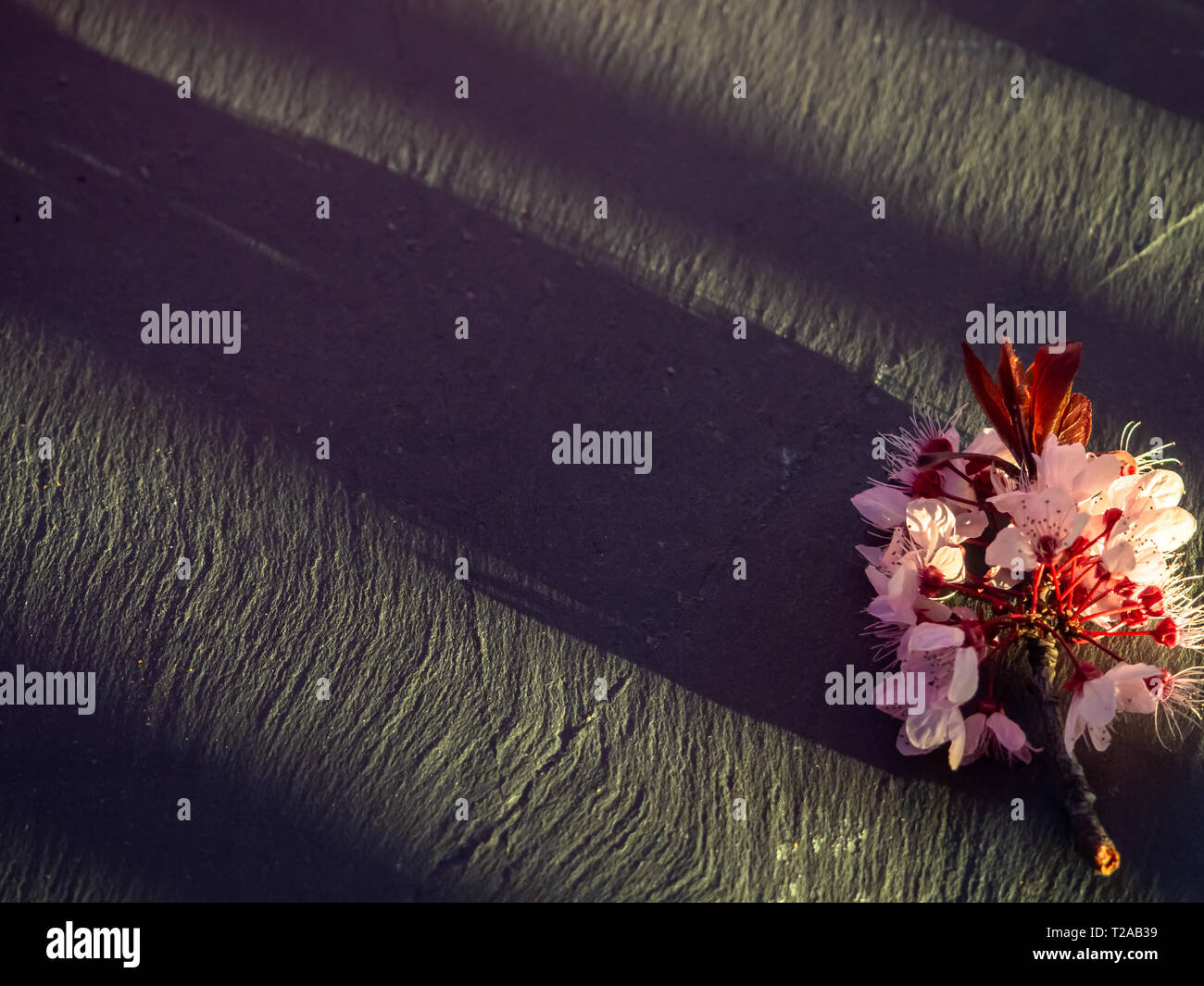 One twig hi-res stock photography and images - Alamy