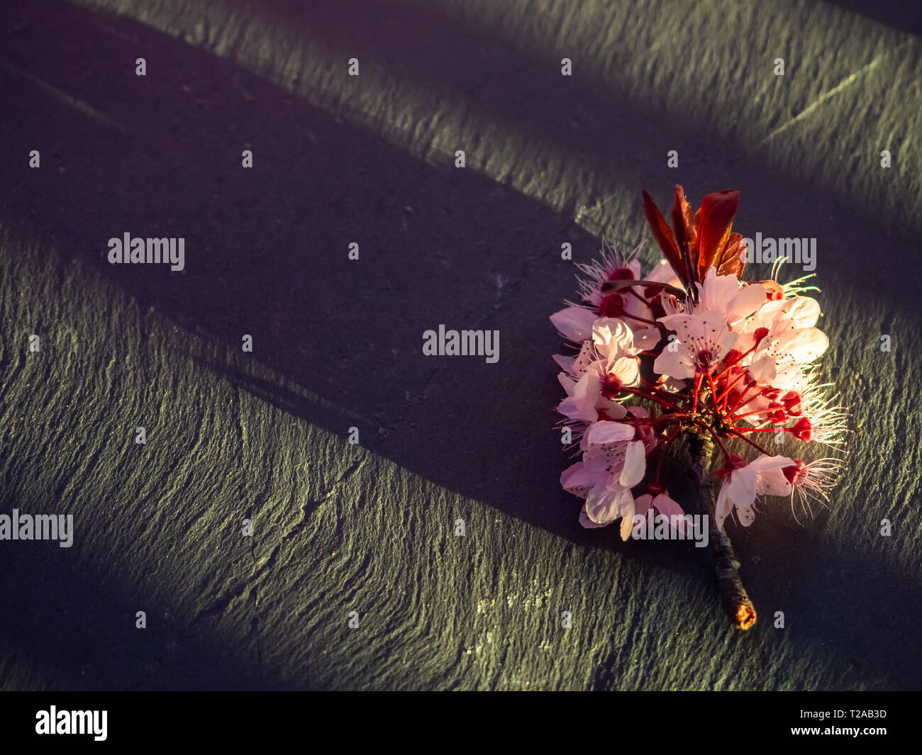 One twig hi-res stock photography and images - Alamy