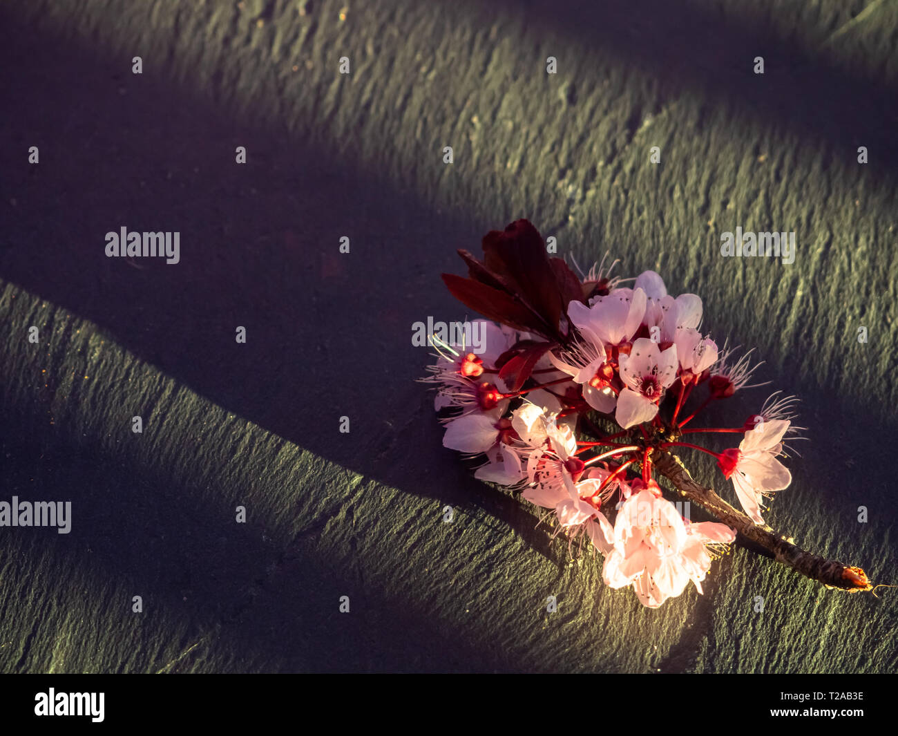 One twig hi-res stock photography and images - Alamy