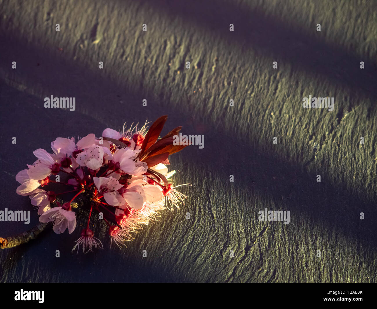 One twig hi-res stock photography and images - Alamy