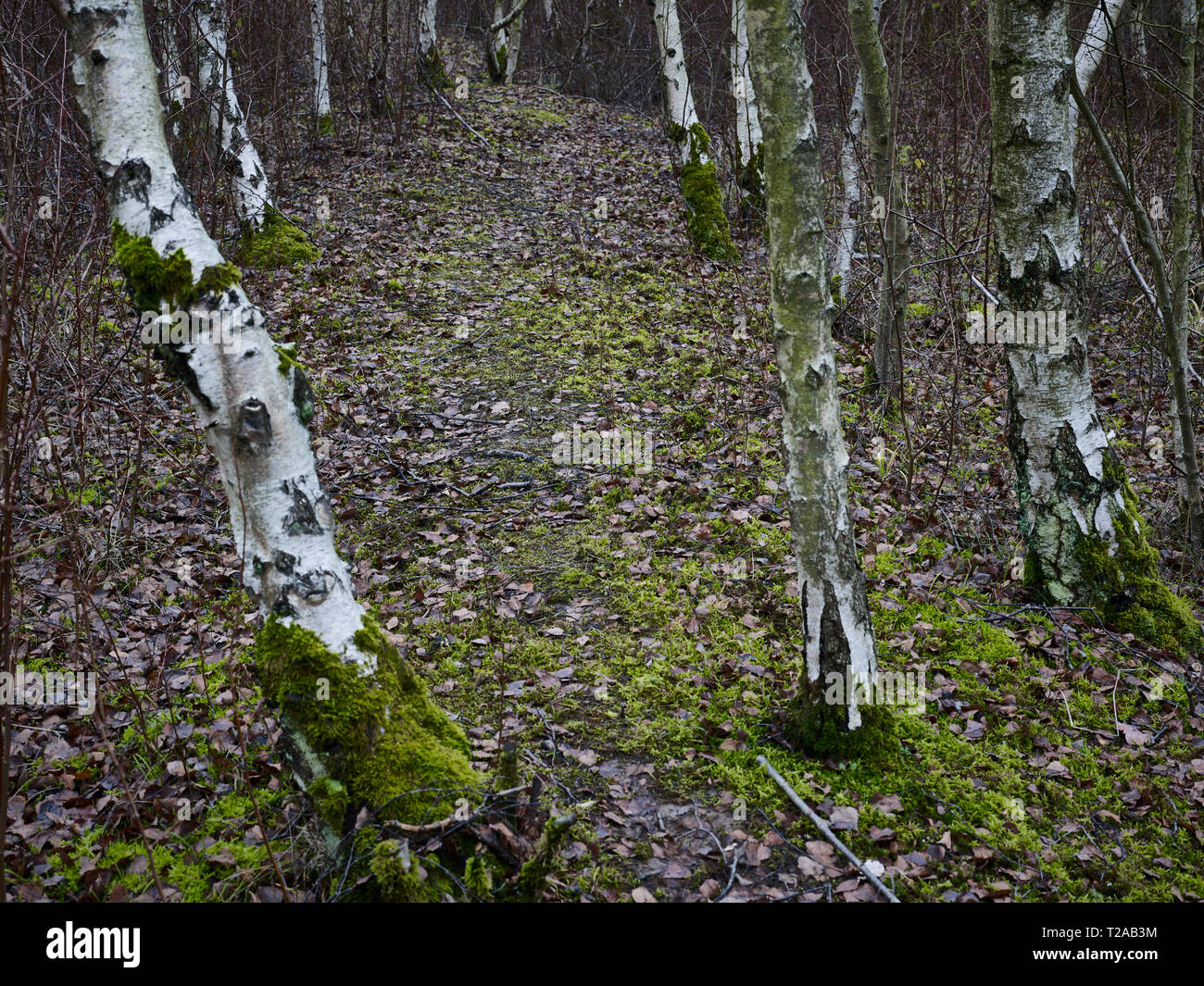 Birch tree trunk showing patterns and texture of bark natural woodland ...