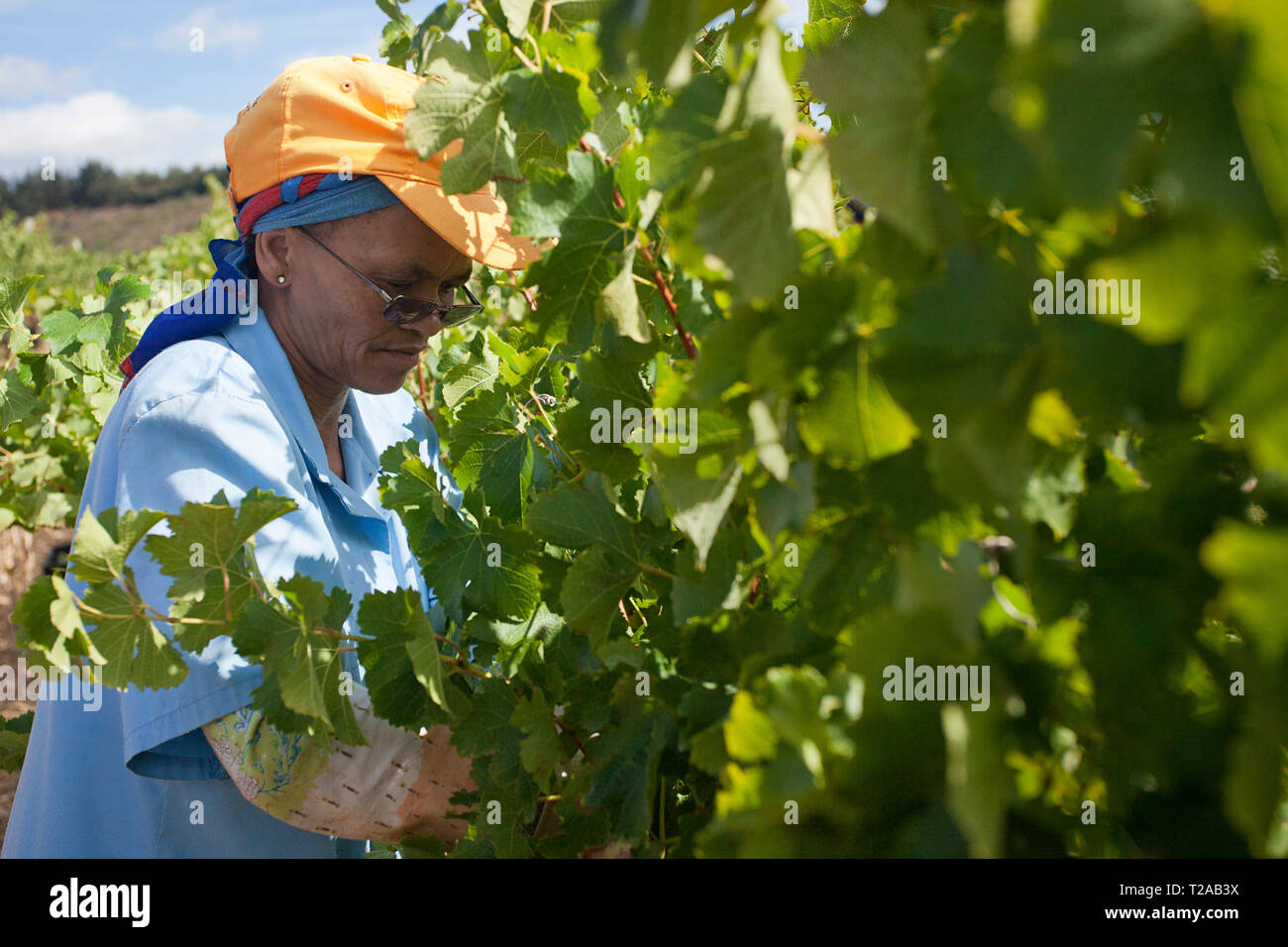 Grapes gathering hi-res stock photography and images - Alamy