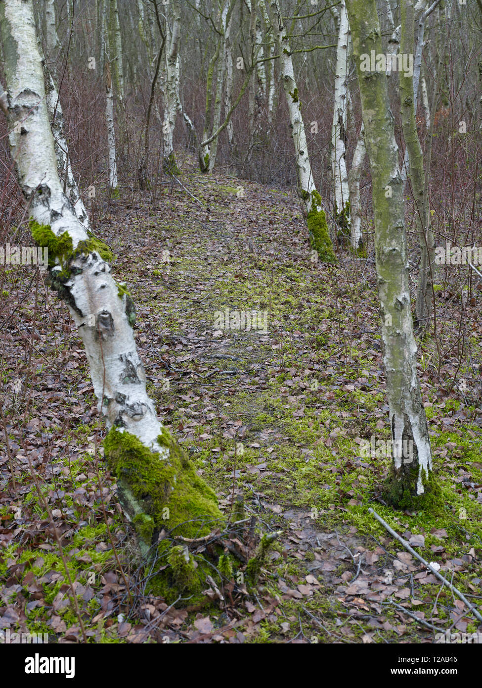 Birch tree trunk showing patterns and texture of bark natural woodland ...