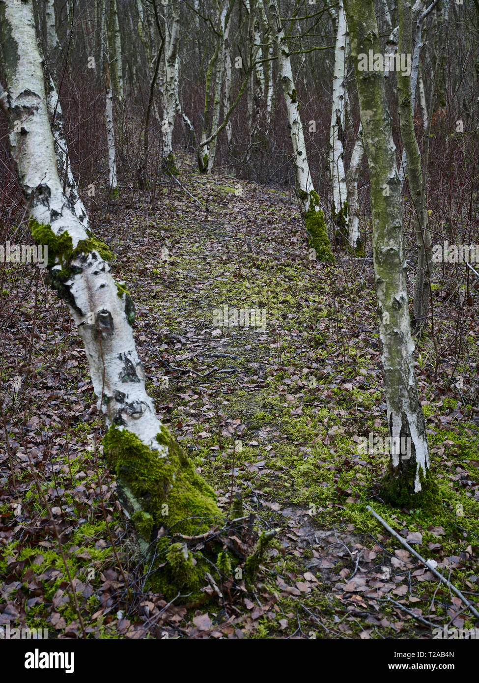 Birch tree trunk showing patterns and texture of bark natural woodland ...
