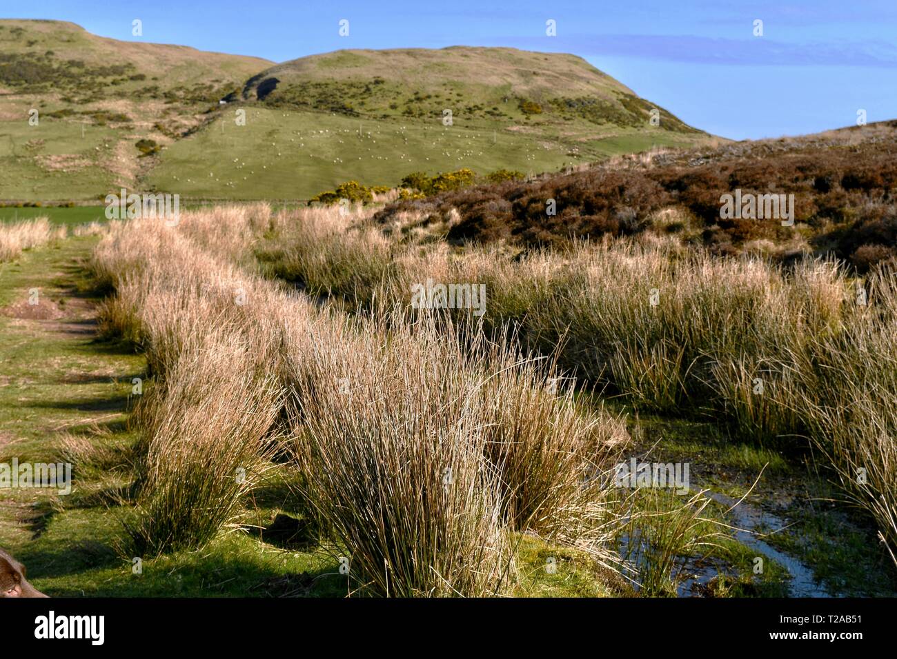 Landscape near Loch Thom in Scotland Stock Photo - Alamy
