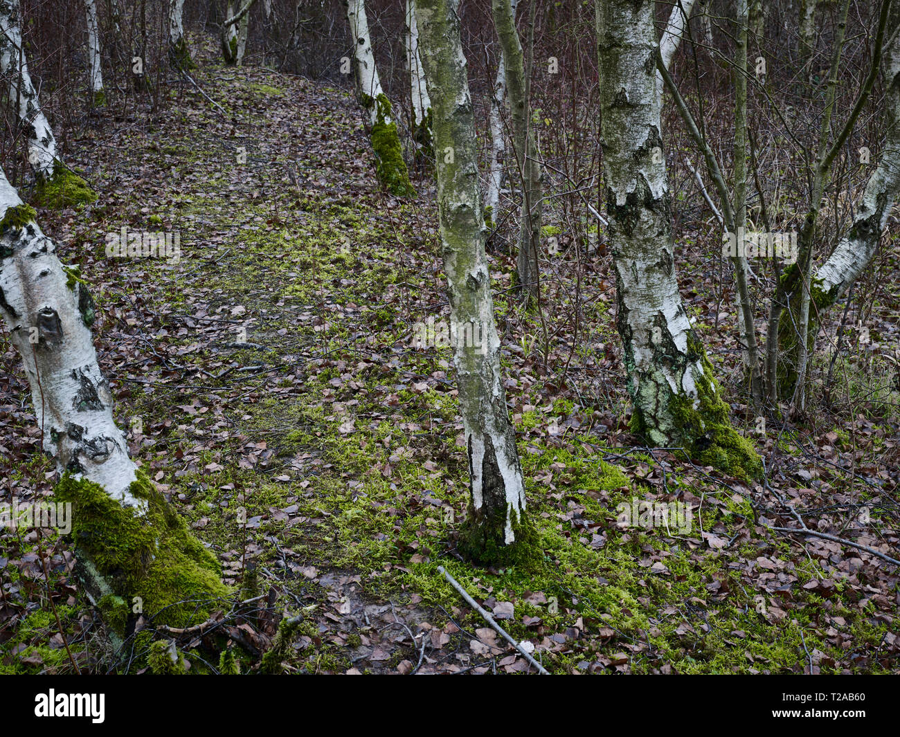Birch tree trunk showing patterns and texture of bark natural woodland ...