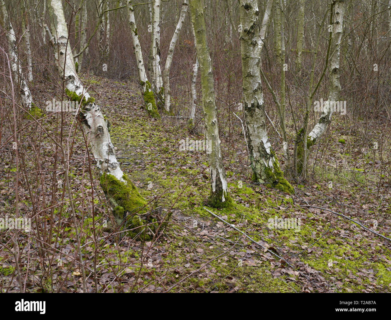 Birch tree trunk showing patterns and texture of bark natural woodland ...