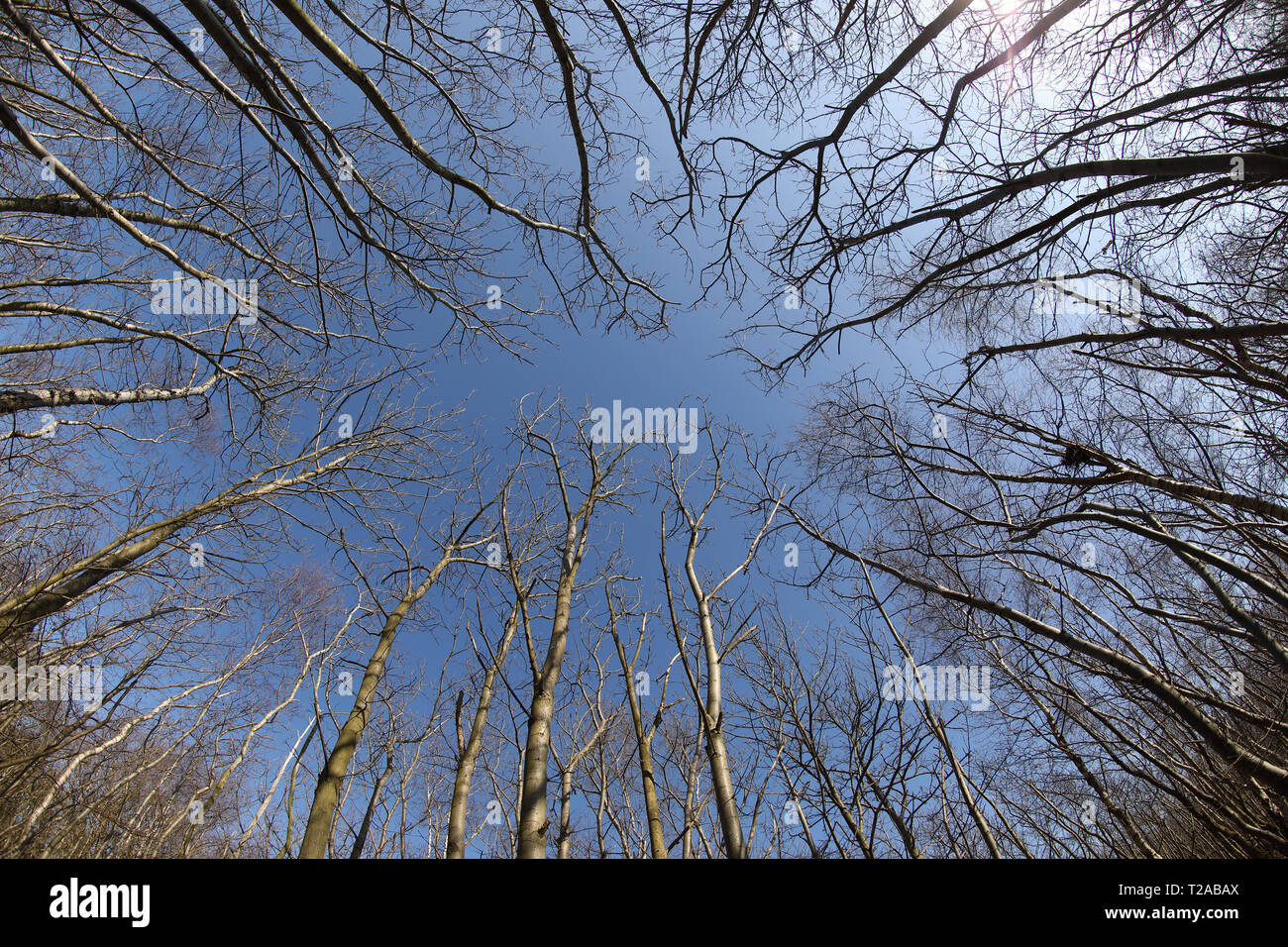 Fish eye lens forest hi-res stock photography and images - Alamy