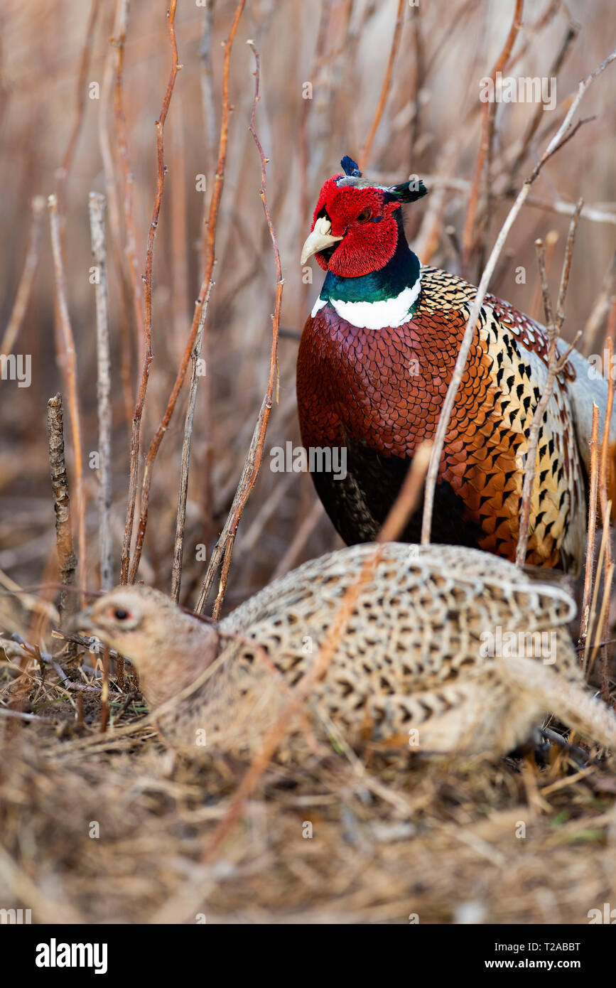 Ring Necked Pheasant Hen