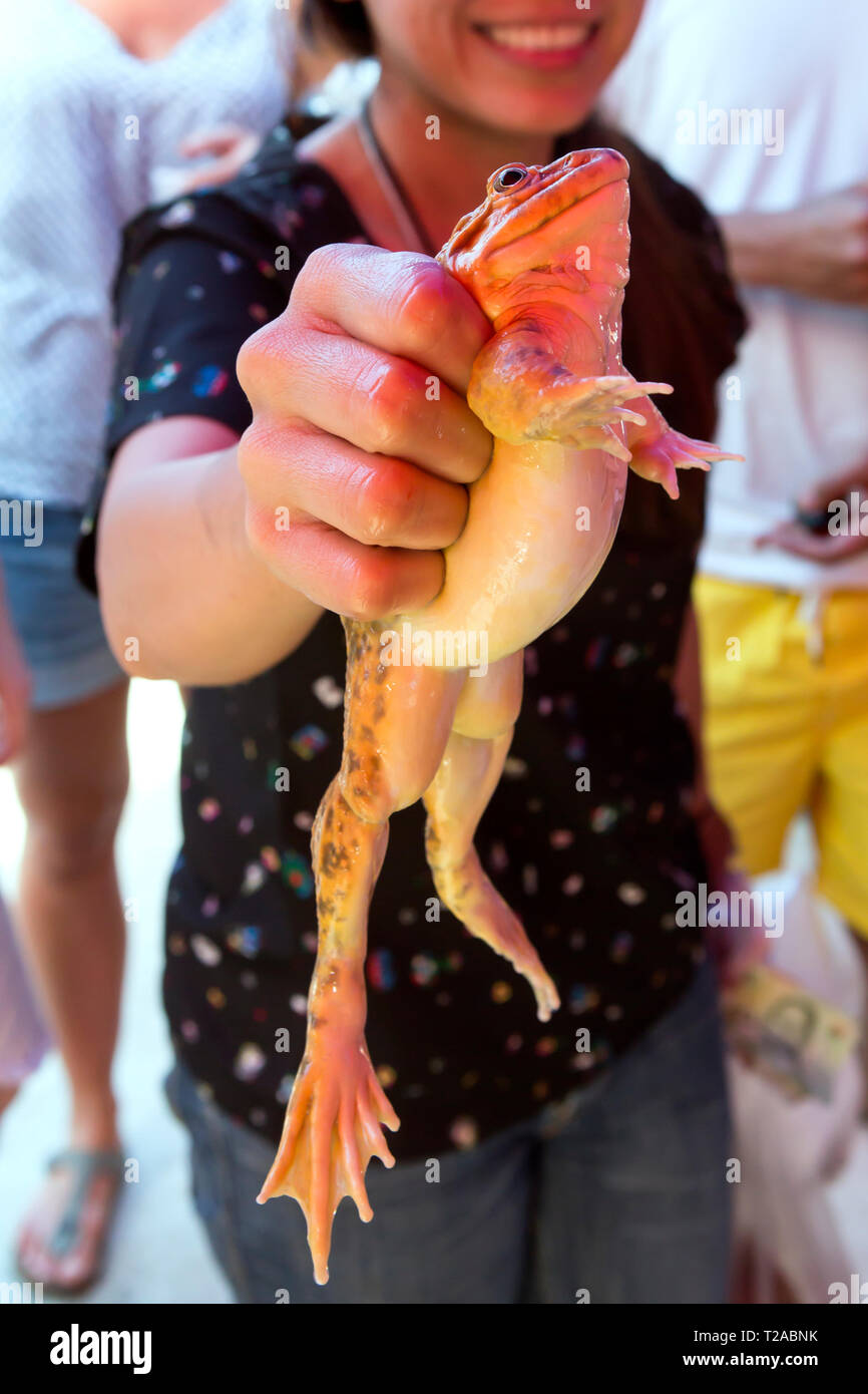 Asian Frog Stock Photos & Asian Frog Stock Images - Alamy