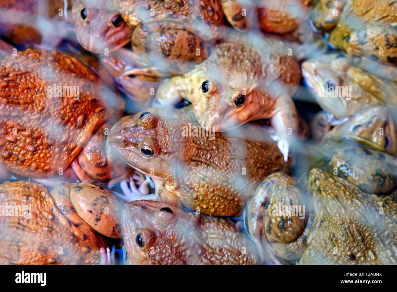 KATA - Frogs in a basket at the Kata market. The frogs are considered a ...