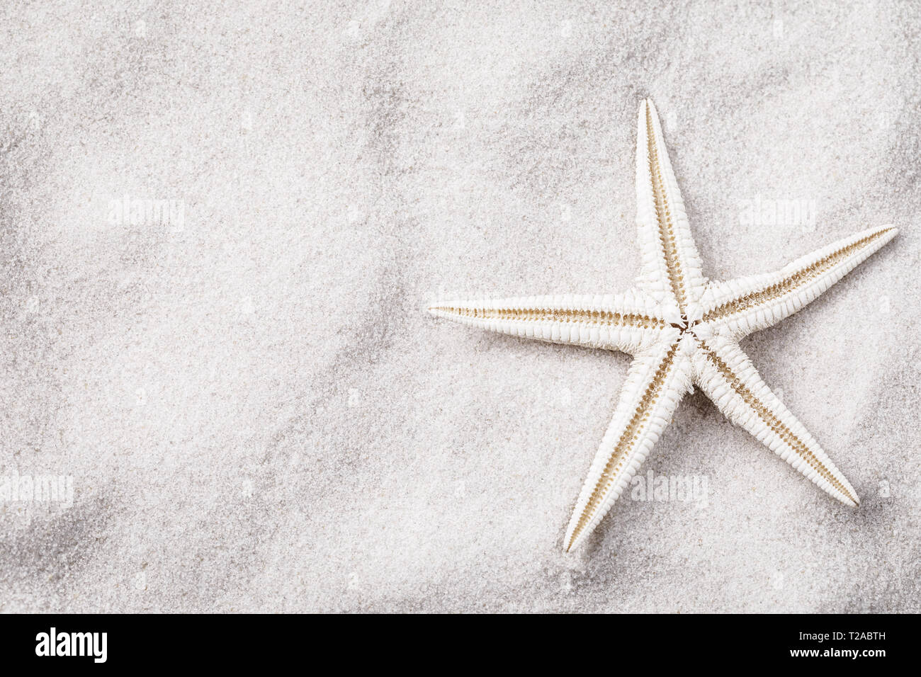 White starfish on sand with copy space, top view Stock Photo - Alamy
