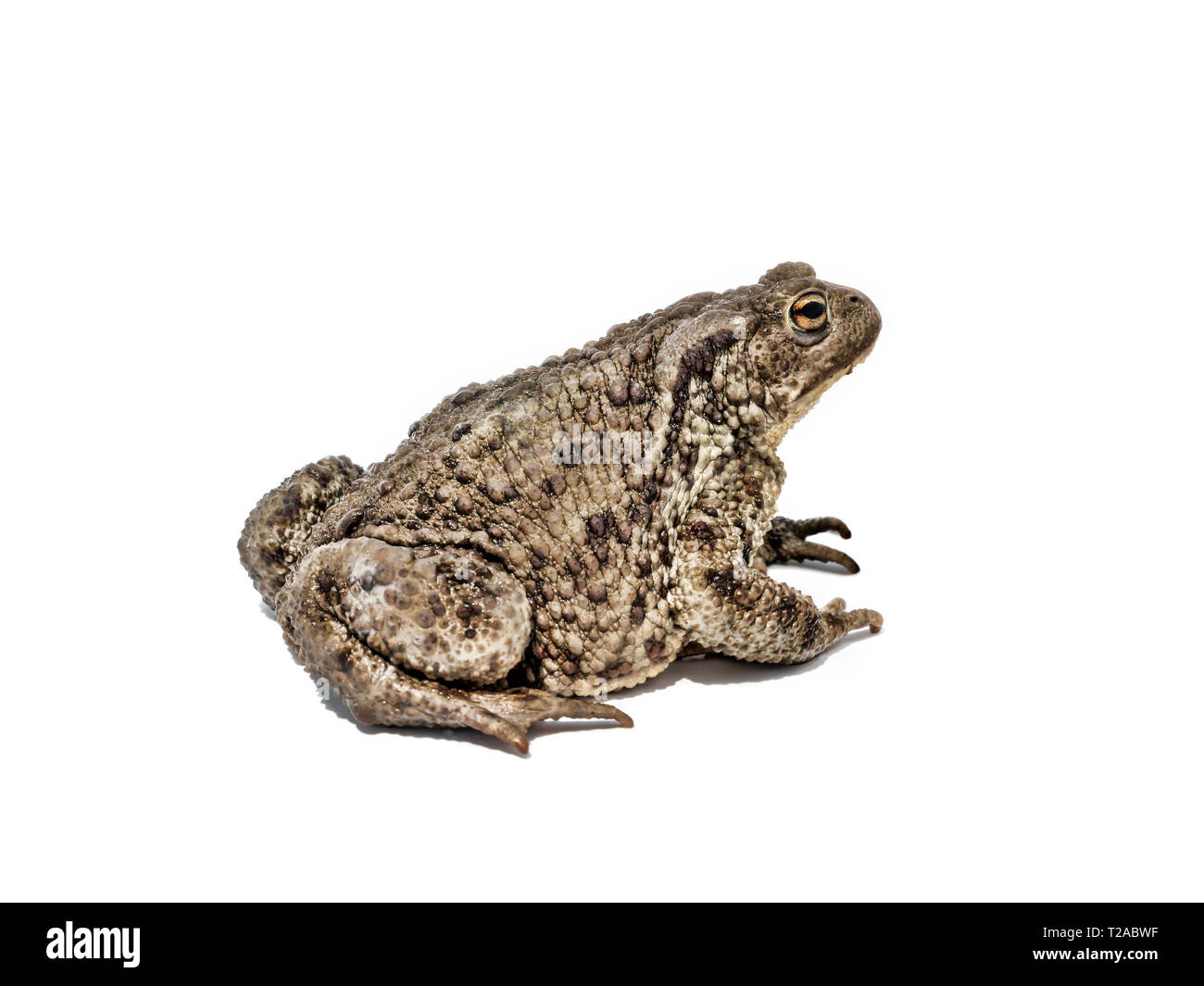 Side view shot hi-res stock photography and images - Alamy