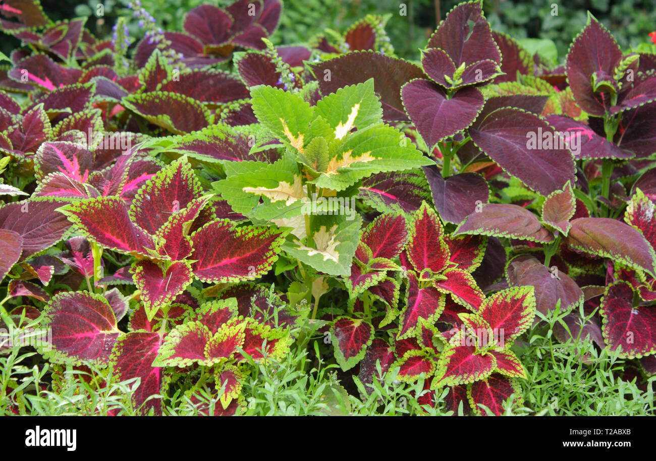 Cultivating Perilla frutescens in a garden Stock Photo - Alamy