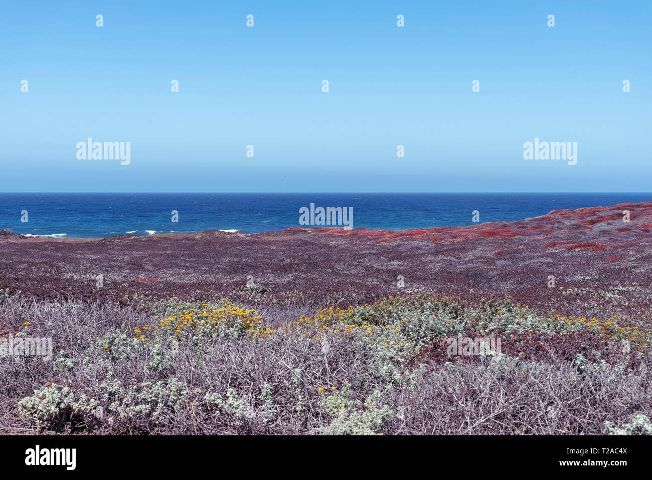 Fields overlooking blue ocean below under bright blue sky Stock Photo ...