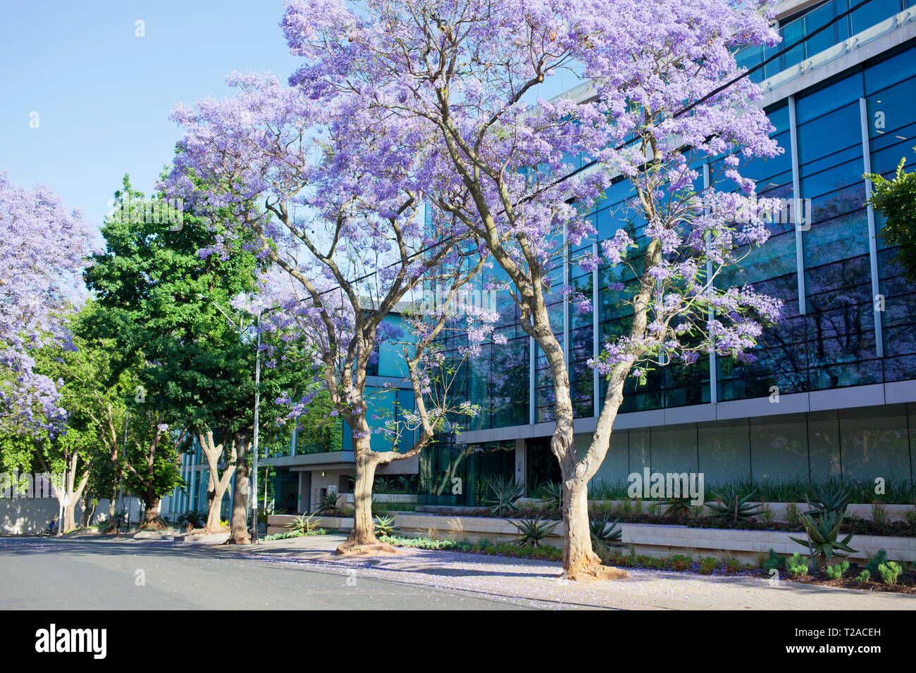Jacarandas trees hi-res stock photography and images - Alamy
