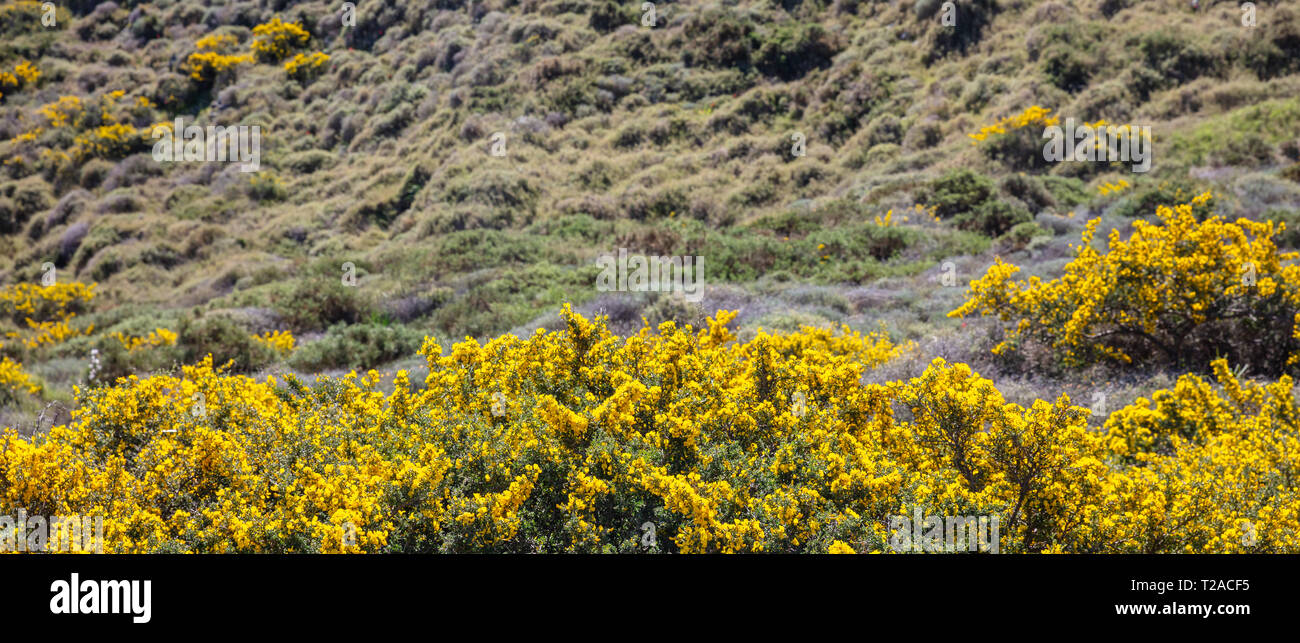 Yellow wild greek flowers hi-res stock photography and images - Alamy