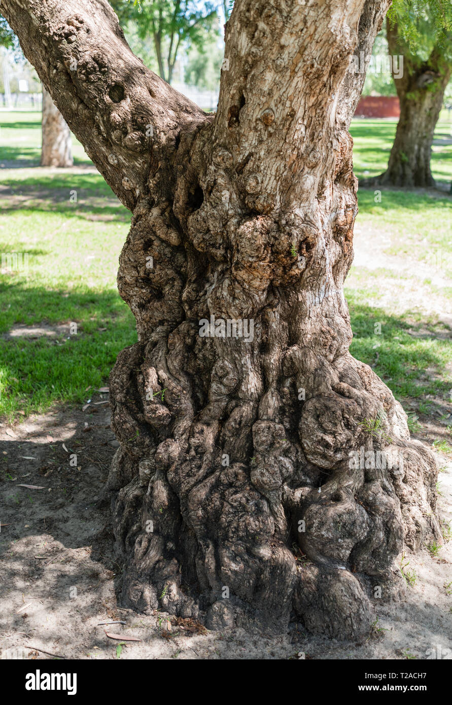 Gnarly old tree trunk at a park in Los Angeles, California Stock Photo ...